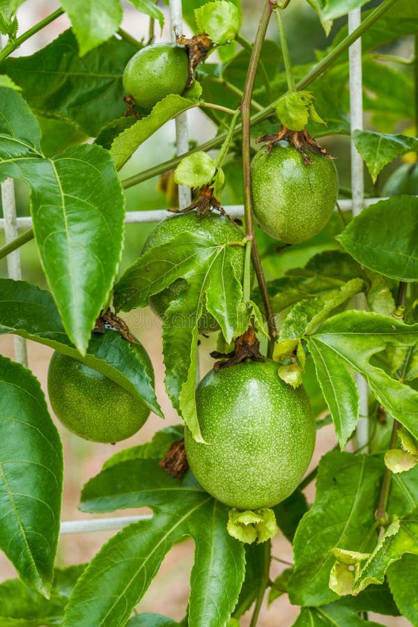 A Fruiting Passion Fruit Tree and Fruit Close-up Stock Photo - Image of ...