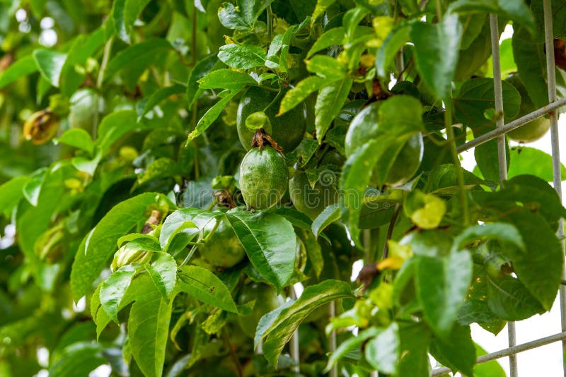 A Fruiting Passion Fruit Tree and Fruit Close-up Stock Photo - Image of ...