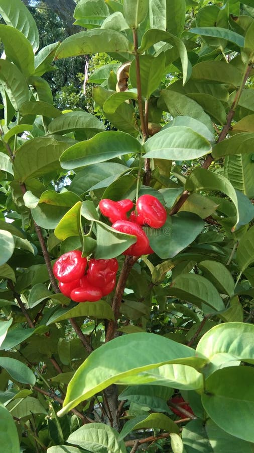 Water Guava Fruit Still Hanging on the Tree. Stock Image - Image of ...