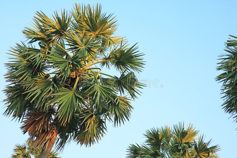 Fruiting Toddy Palm Tree on Blue Sky Stock Image - Image of palmyra ...