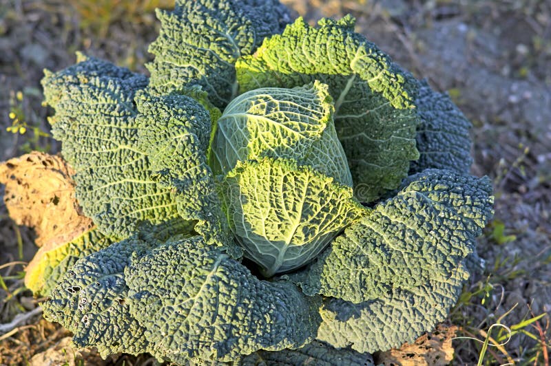 Fruiting Young Green Cabbage Head Stock Image - Image of outdoor ...