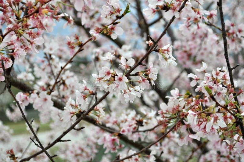 Fruitless Pear Tree stock image. Image of macro, trees - 36983387