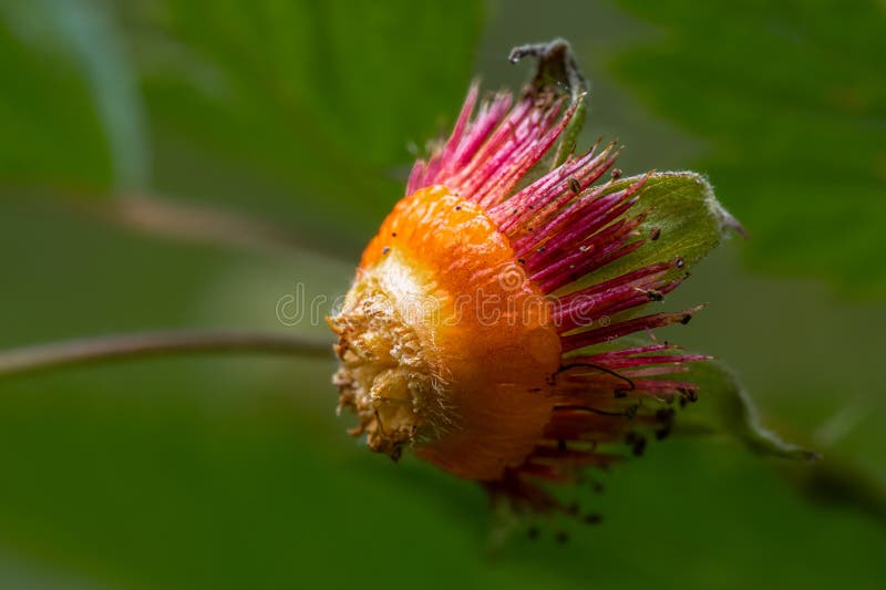 Fruitless Salmonberry stock photo. Image of nature, candid - 289075794