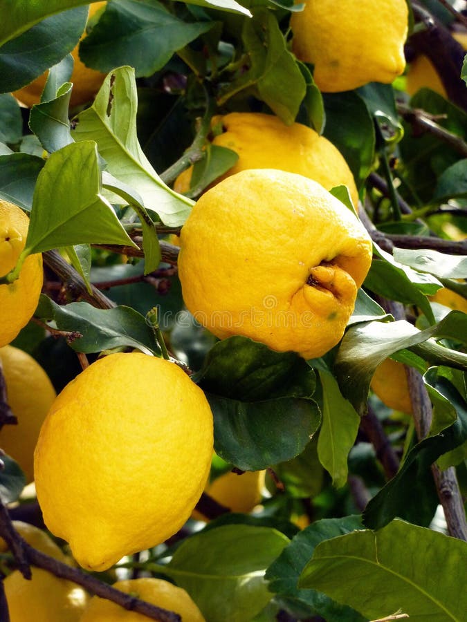 Fruits stock image. Image of horticulture, healthy, citral - 15133291