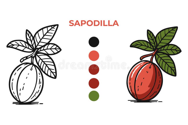 Black and White Vector Illustration of a Sapodilla for Coloring Book ...