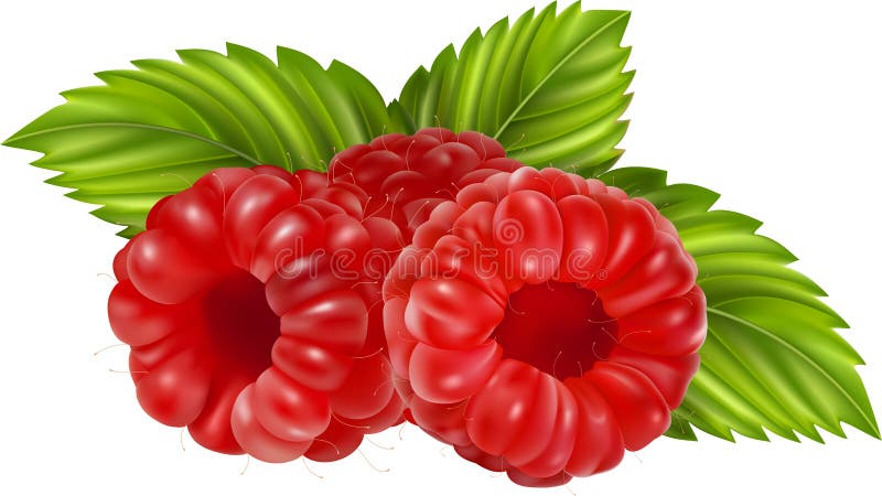 Raspberry Realistic and Delicious in Vector Illustration Clipart Stock ...