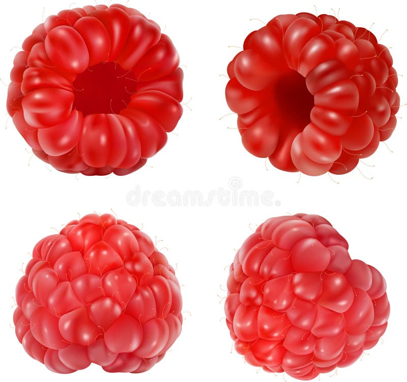 Raspberry Realistic and Delicious in Vector Illustration Clipart Stock ...