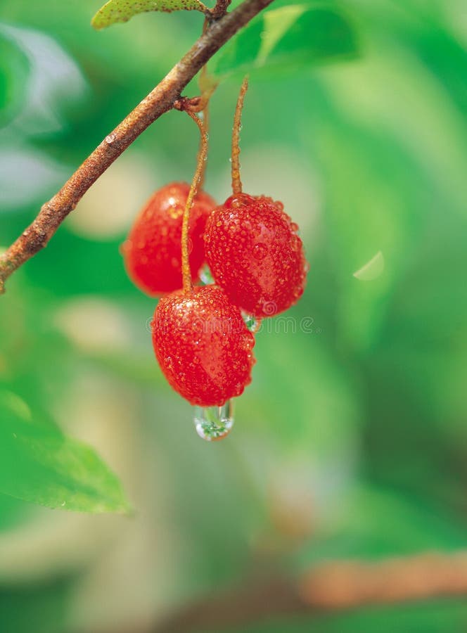 Fruits stock image. Image of grass, fruit, beauty, beautiful - 77339
