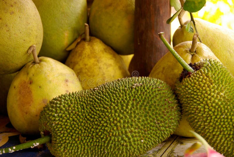 Polemo Stock Photos - Free & Royalty-Free Stock Photos from Dreamstime