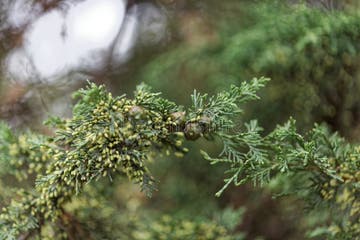 Fruits of an African Juniper Tree Stock Photo - Image of kenya, nature ...