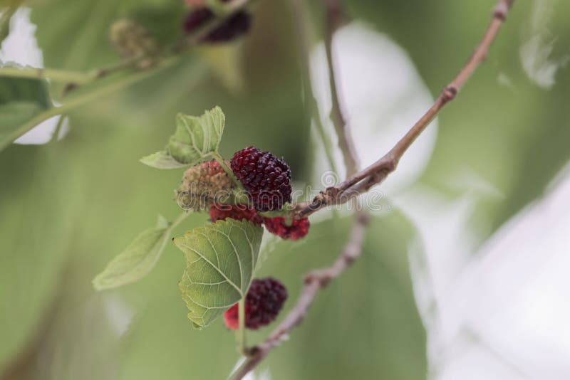 Fruits of a African Mulberry Morus Mesozygia Stock Image - Image of ...