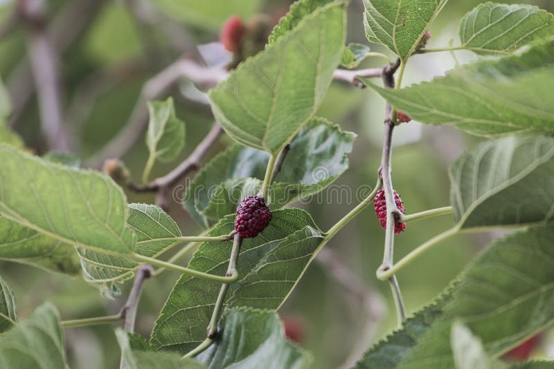 Fruits of a African Mulberry, Morus Mesozygia Stock Image - Image of ...