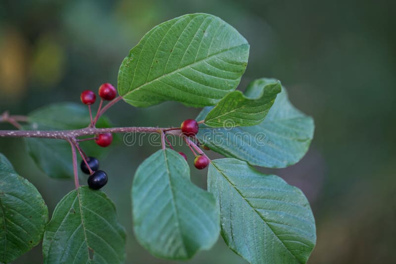 Fruits of an Alder Buckthorn, Frangula Alnus Stock Image - Image of ...