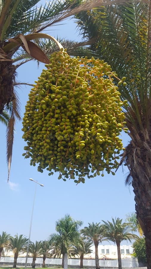Palm Tree in a Beautiful Park Stock Image - Image of plant, luclyest ...