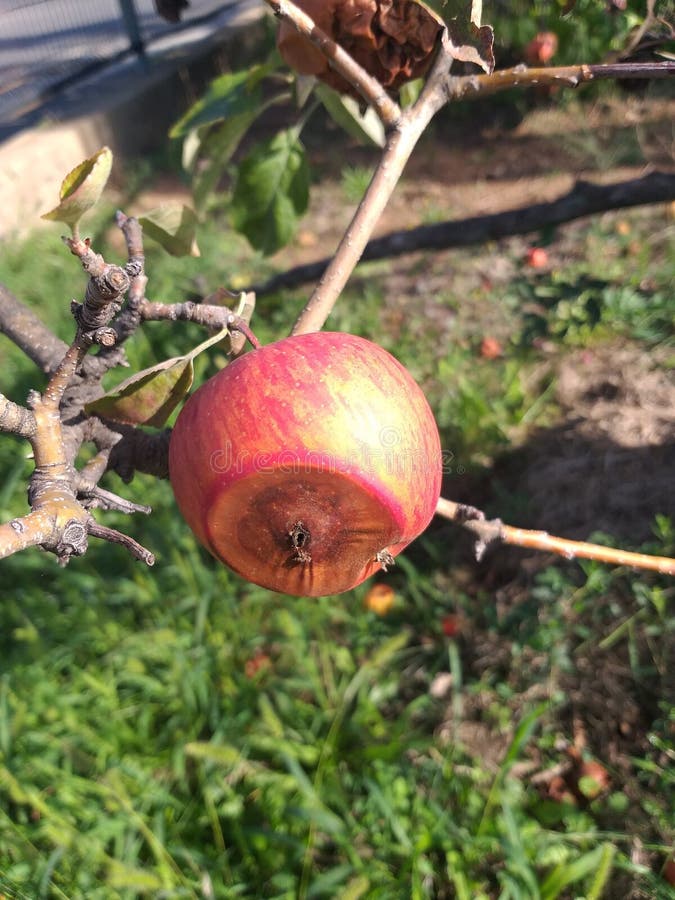 Treeapplesanormal Stock Photos - Free & Royalty-Free Stock Photos from ...