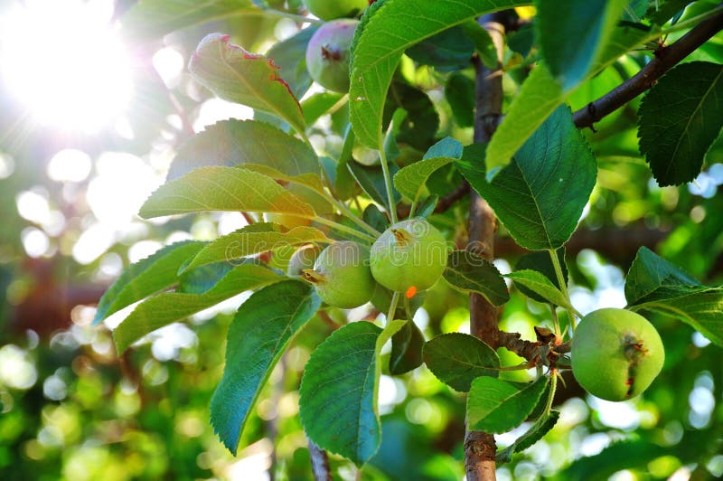 Fruits apple stock photo. Image of agronomy, green, villa - 55263906