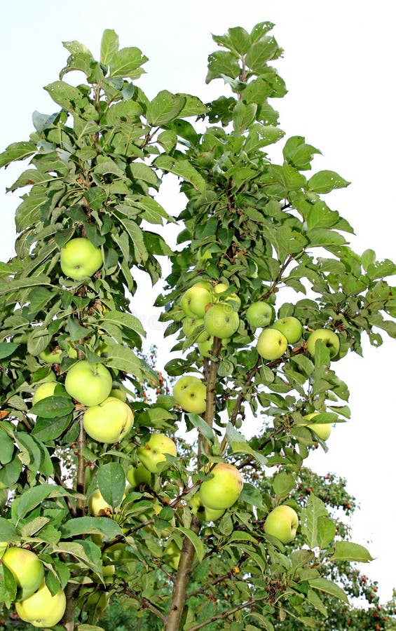 Fruits Are Apples On The Branches Of An Column Apple-tree Stock Image ...