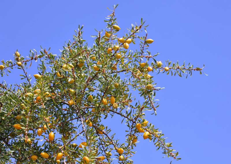 Fruits of Argan tree stock photo. Image of food, fruit - 63523410