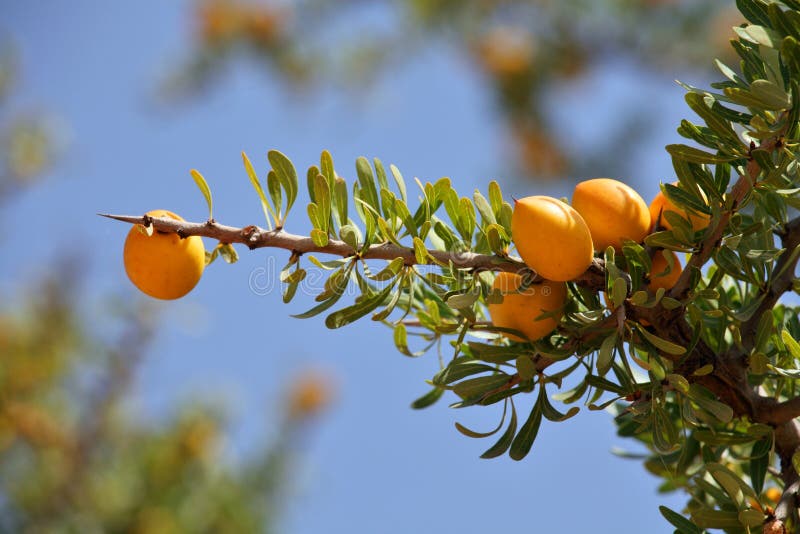 Fruits of Argan tree stock photo. Image of flora, organic - 43485706