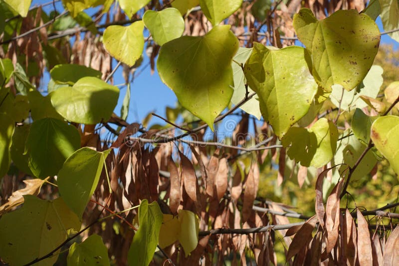 Fruits and Autumnal Foliage of Cercis Canadensis Stock Photo - Image of ...