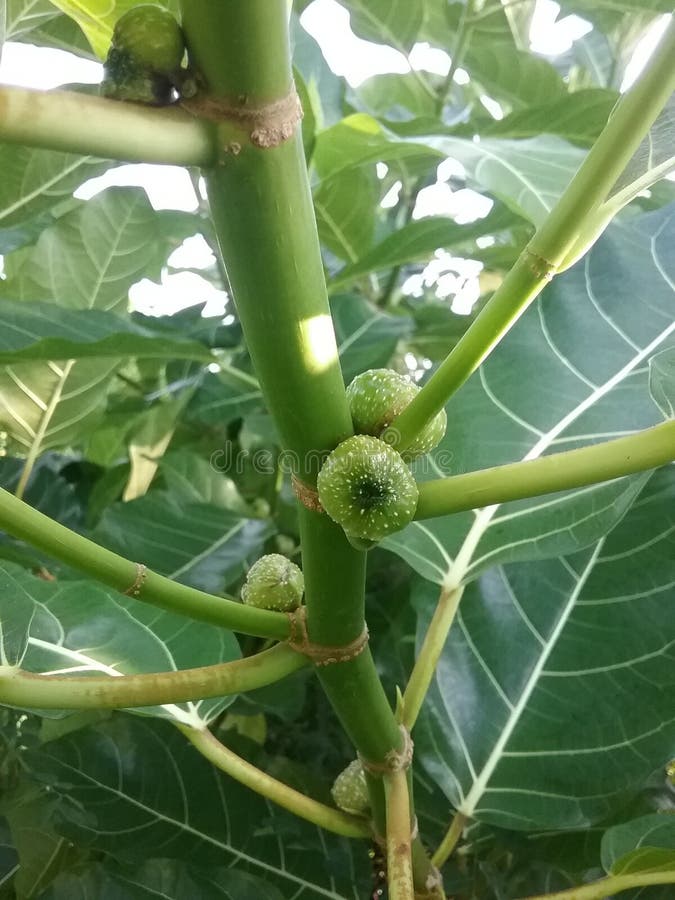 The Fruits of the Awar-awar Tree are Attached To the Base of the Leaves ...