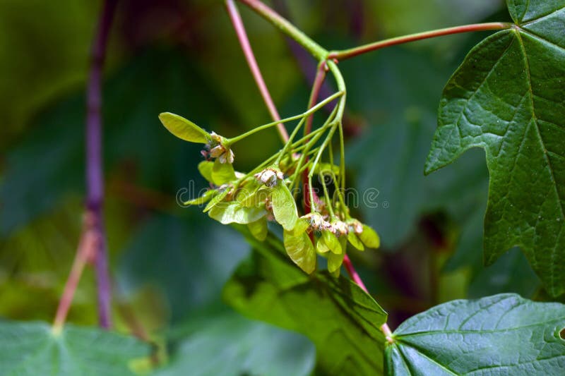 Fruits of a Balkan Maple, Acer Hyrcanum Stock Image - Image of growth ...