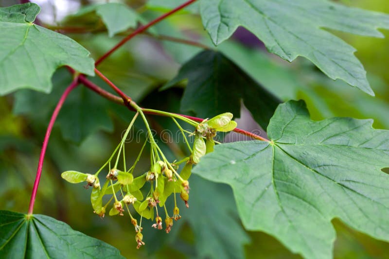 Fruits of a Balkan Maple, Acer Hyrcanum Stock Photo - Image of balkan ...