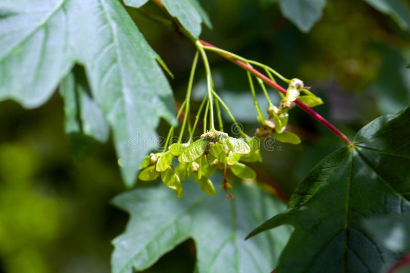 Balkan Maple Stock Photos - Free & Royalty-Free Stock Photos from ...