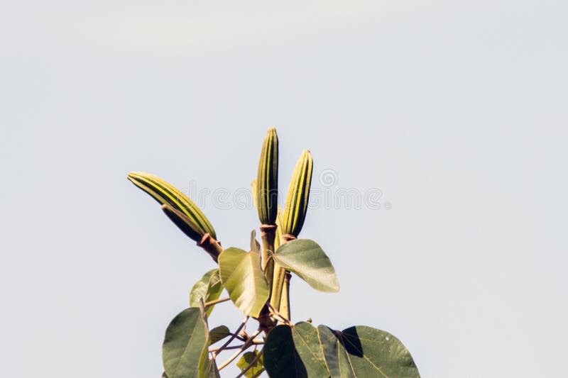 Fruits of a Balsa Tree, Ochroma Pyramidale Stock Image - Image of ...