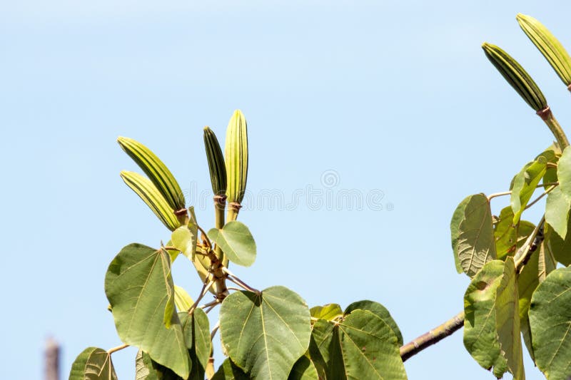 Fruits of a Balsa Tree, Ochroma Pyramidale Stock Image - Image of ...