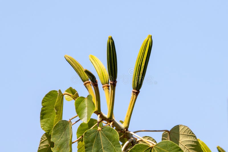 Fruits of a Balsa Tree, Ochroma Pyramidale Stock Photo - Image of ...