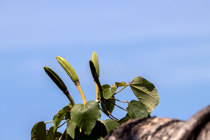 Fruits of a Balsa Tree, Ochroma Pyramidale Stock Photo - Image of ...