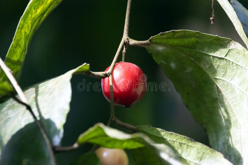 Fruits of a Batoko Plum, Flacourtia Inermis Stock Image - Image of ...