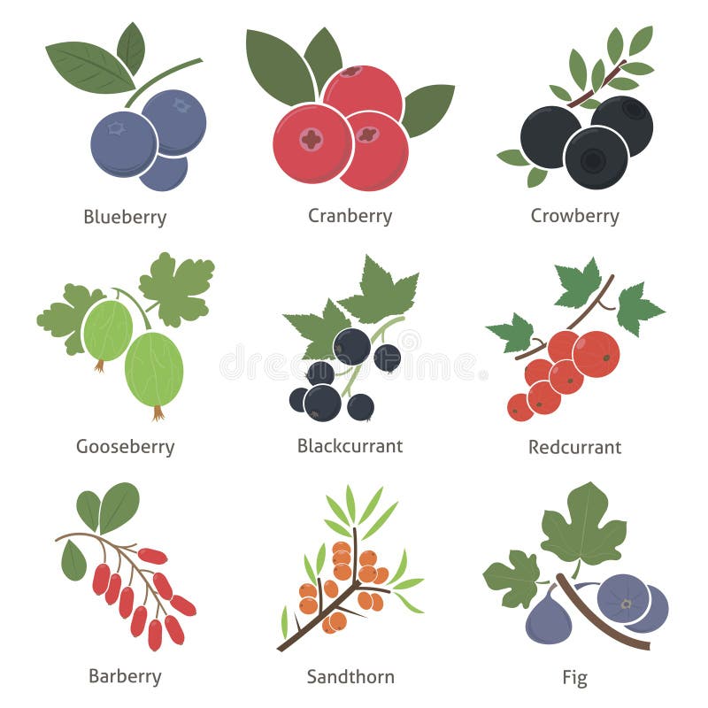 Crowberry Fruits Stock Illustrations – 8 Crowberry Fruits Stock ...