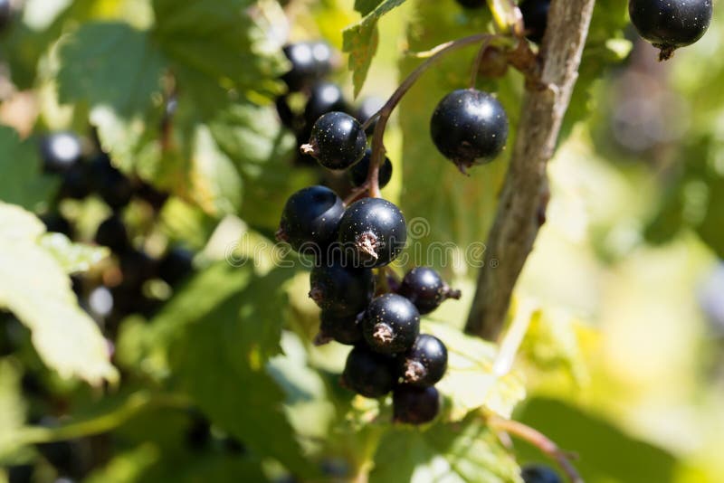 Black currant. stock image. Image of meal, nutritious, currant - 474691