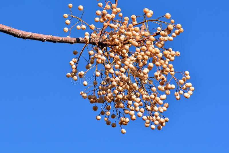 Fruits on the Branches of the Paradise Tree Stock Image - Image of ...