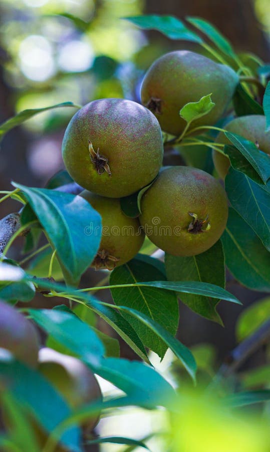 Fruits on the Branches of a Pear Tree Stock Image - Image of food ...