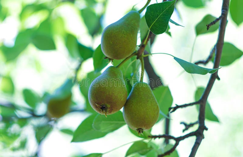 Fruits on the Branches of a Pear Tree Stock Photo - Image of gardening ...