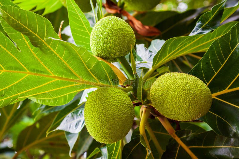 Fruits on Breadfruit Tree in Asia Stock Photo - Image of branch ...