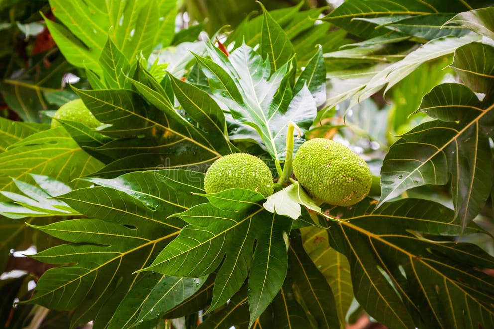 Fruits on Breadfruit Tree in Asia Stock Image - Image of leaf, closeup ...