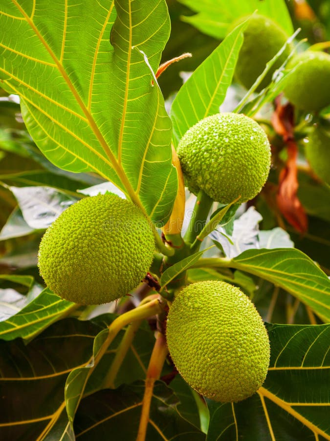Fruits on Breadfruit Tree in Asia Stock Image - Image of natural, thai ...