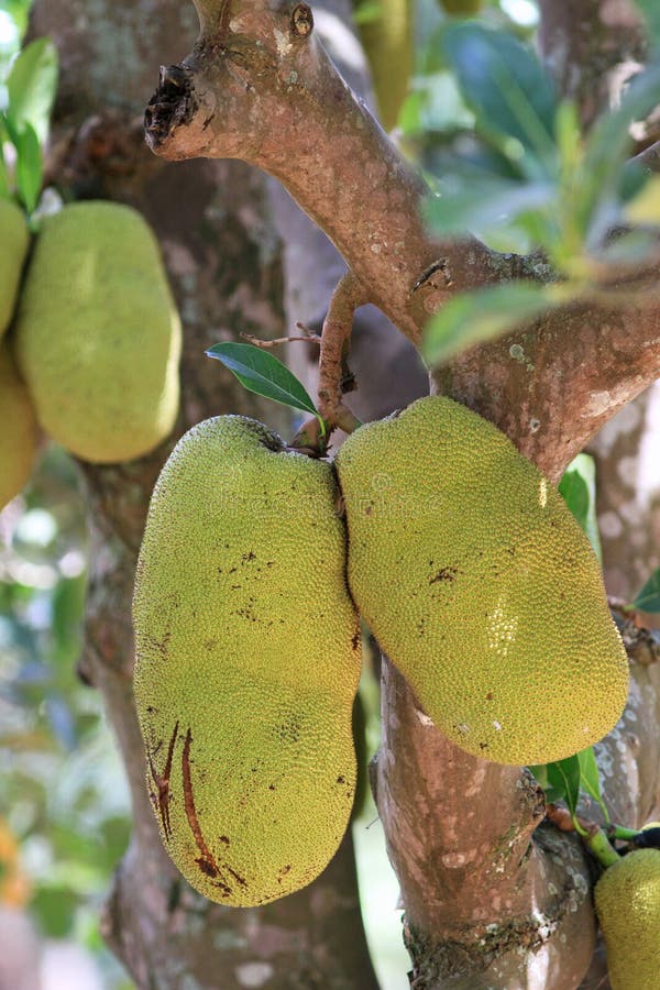 African Breadfruit Stock Photos - Free & Royalty-Free Stock Photos from ...