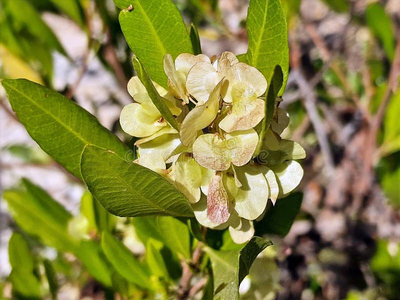 Fruits of a Broadleaf Hopbush, Dodonaea Viscosa Stock Photo - Image of ...