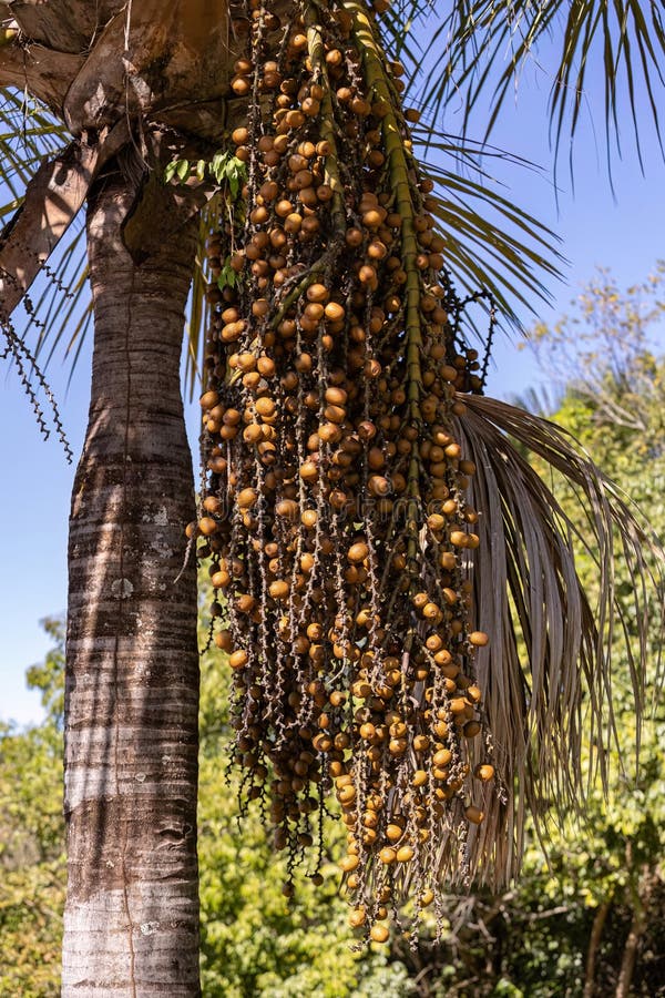 Fruits of the buriti palm stock image. Image of liliopsida - 287075715
