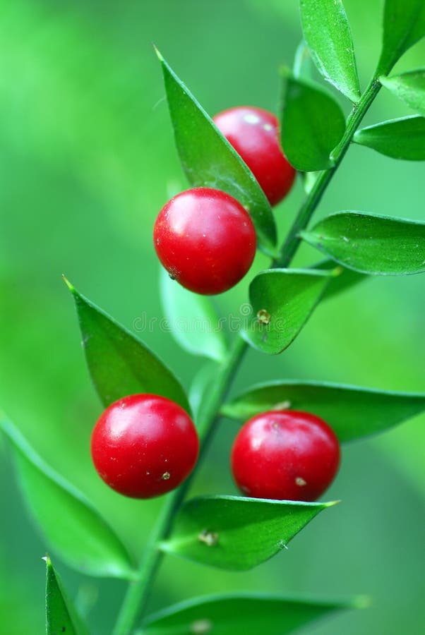 Fruits of the Butcher S-broom (Ruscus Aculeatus) on a Green Background ...