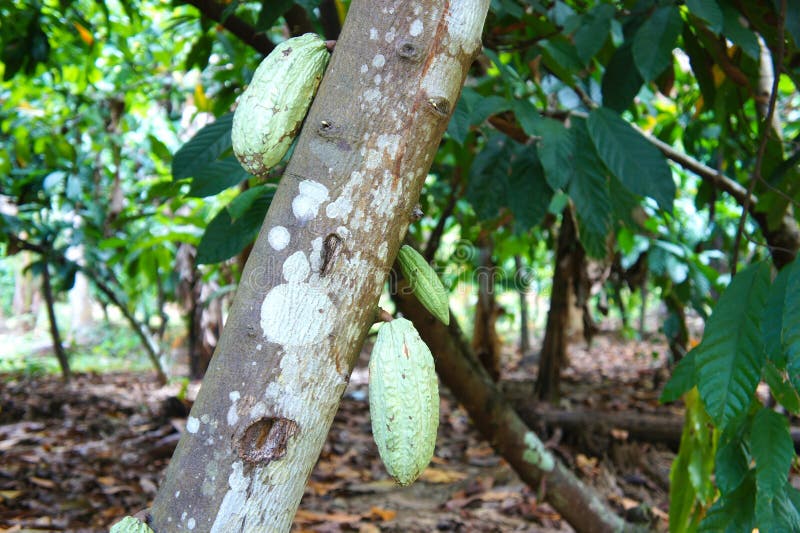 Wild cacao tree stock photo. Image of beans, rainforest - 52174790