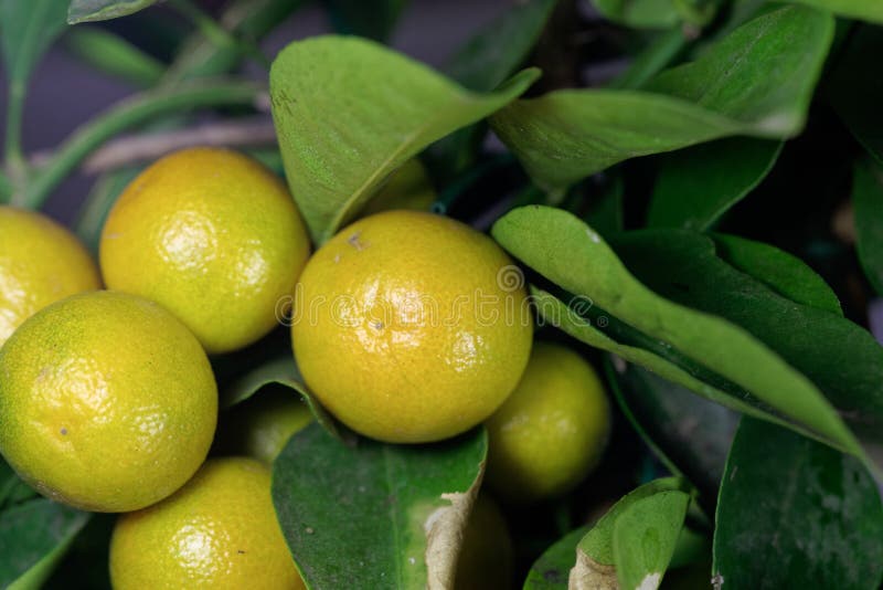 Fruits of a Calamansi, Citrus X Microcarpa Stock Photo - Image of peel ...