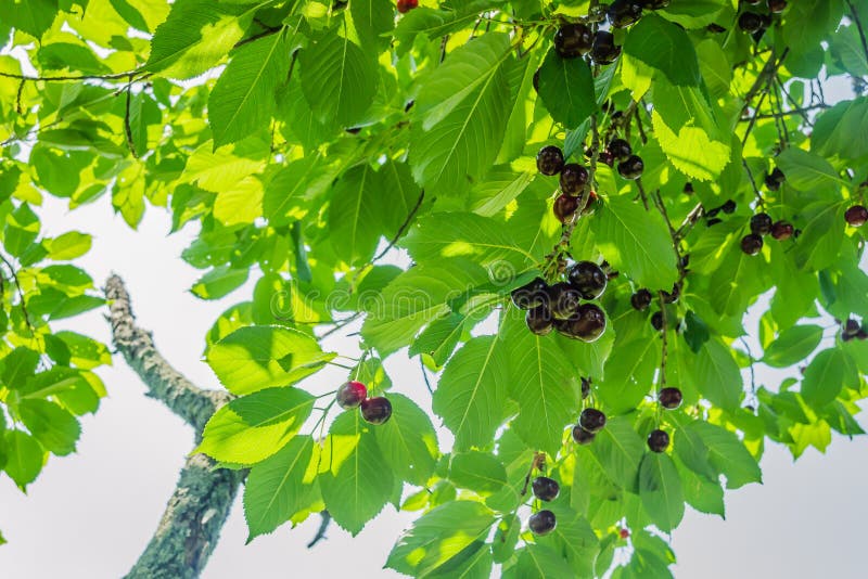 Fruits in the Canopy of a Cherry Tree Stock Image - Image of fresh ...