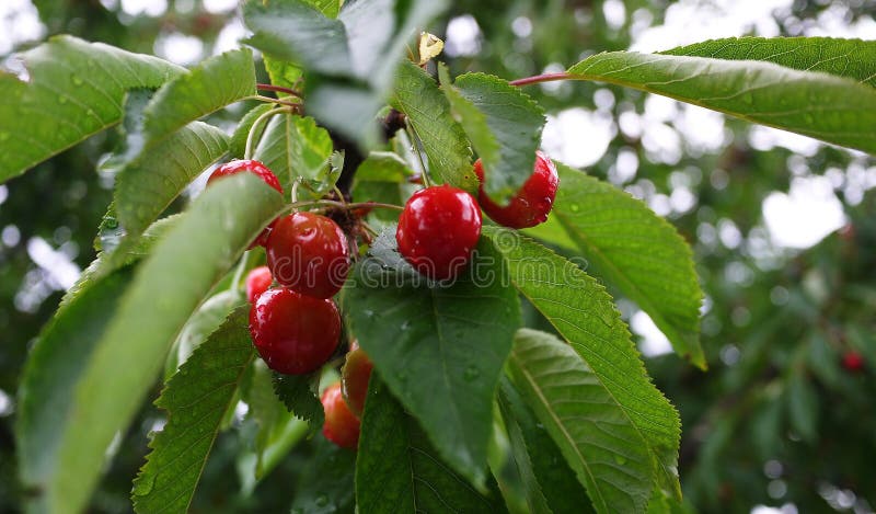 The Fruits of the Cherries are Covered with Droplets Stock Image ...