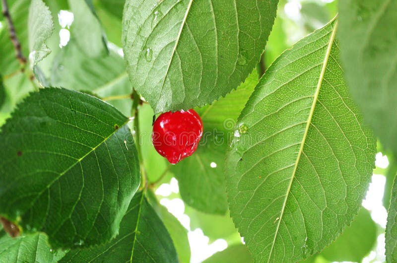 Fruits of cherries stock image. Image of cherries, used - 96092987